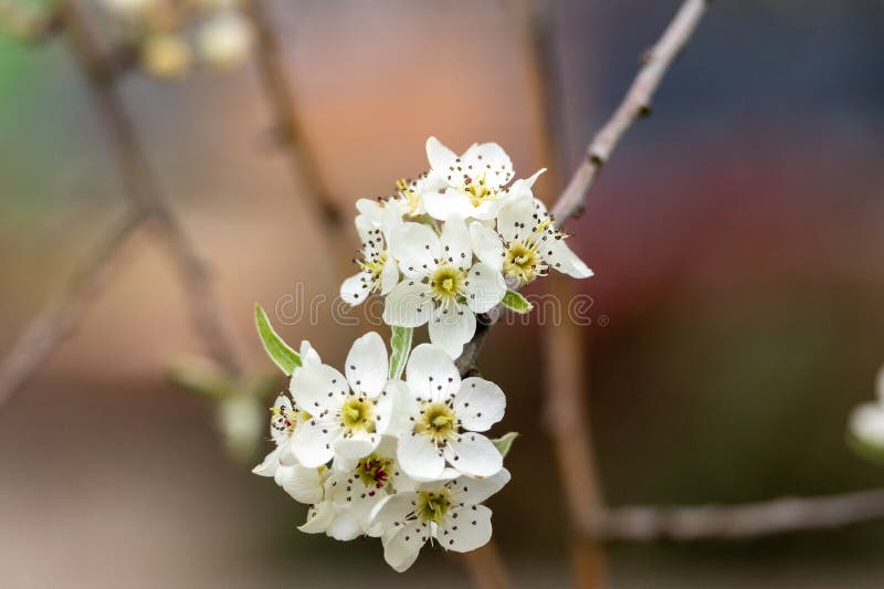 Cherry Blossom in Spring, Close-up of White Flowers Stock Photo - Image ...