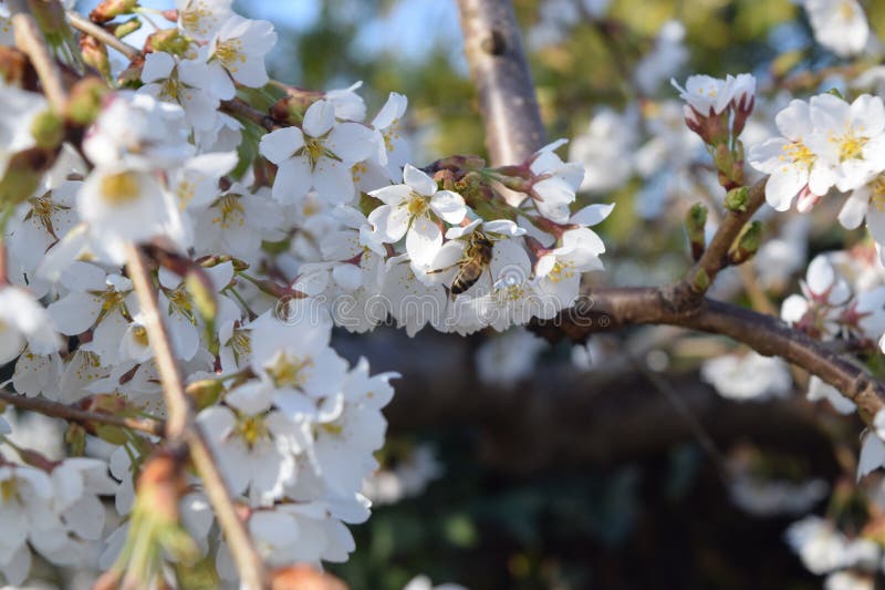 Cherry Blossom in Spring, Close-up of White Flowers Stock Photo - Image ...