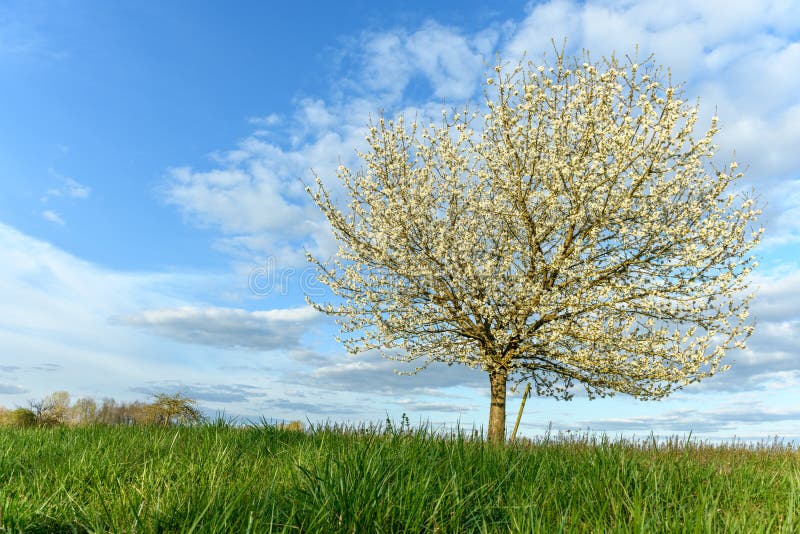 Cherry Blossom in Spring in France Stock Image - Image of garden, fresh ...