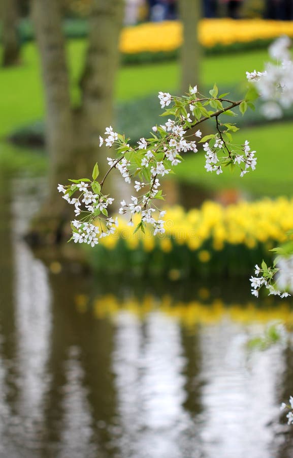 The Cherry Blossom in the Spring Garden Stock Image - Image of garden ...
