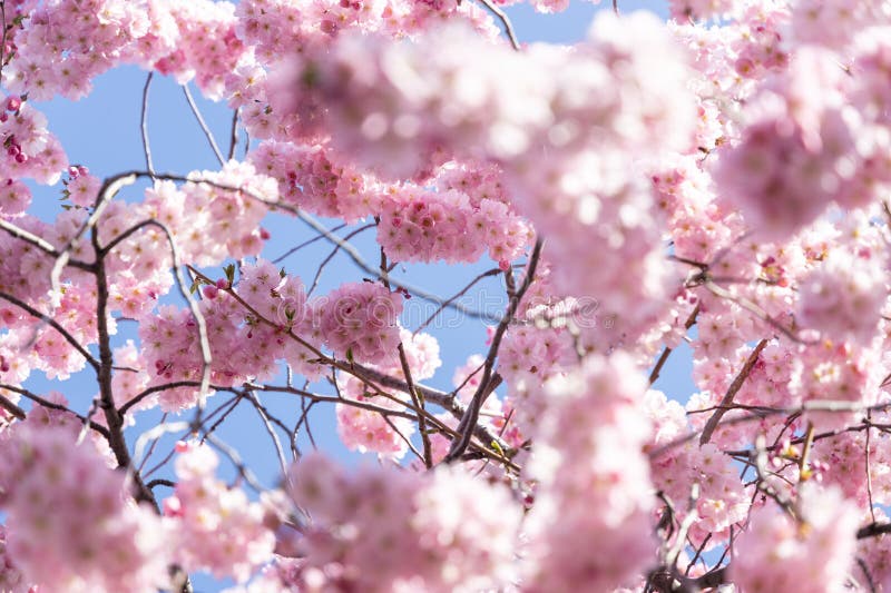 Cherry Blossom in Spring in Germany Stock Image - Image of blossoming ...