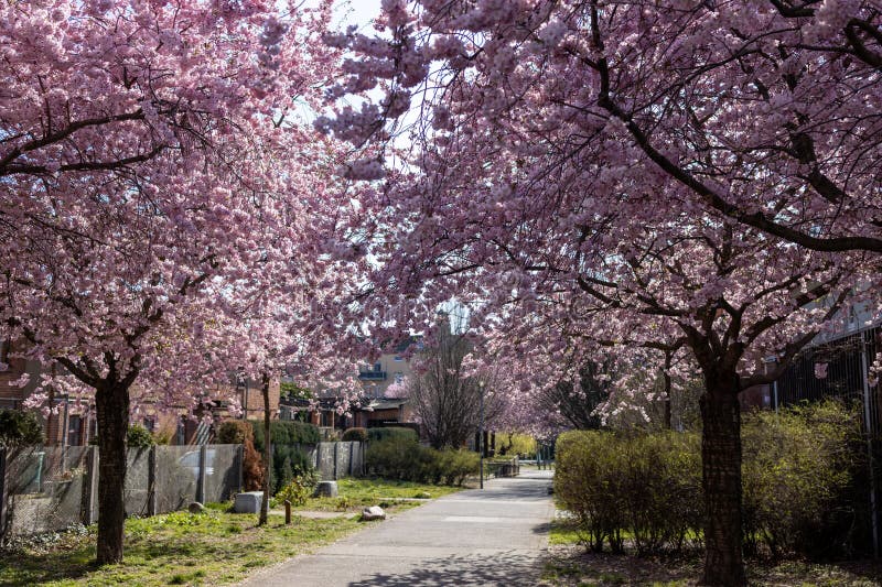 Cherry Blossom in Spring in Germany Stock Image - Image of refreshing ...