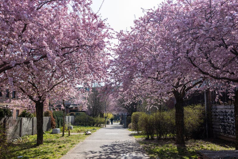 Cherry Blossom in Spring in Germany Stock Photo - Image of nature ...