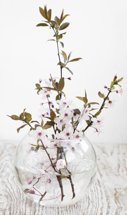 Cherry blossom stock photo. Image of bouquet, spring - 39599066