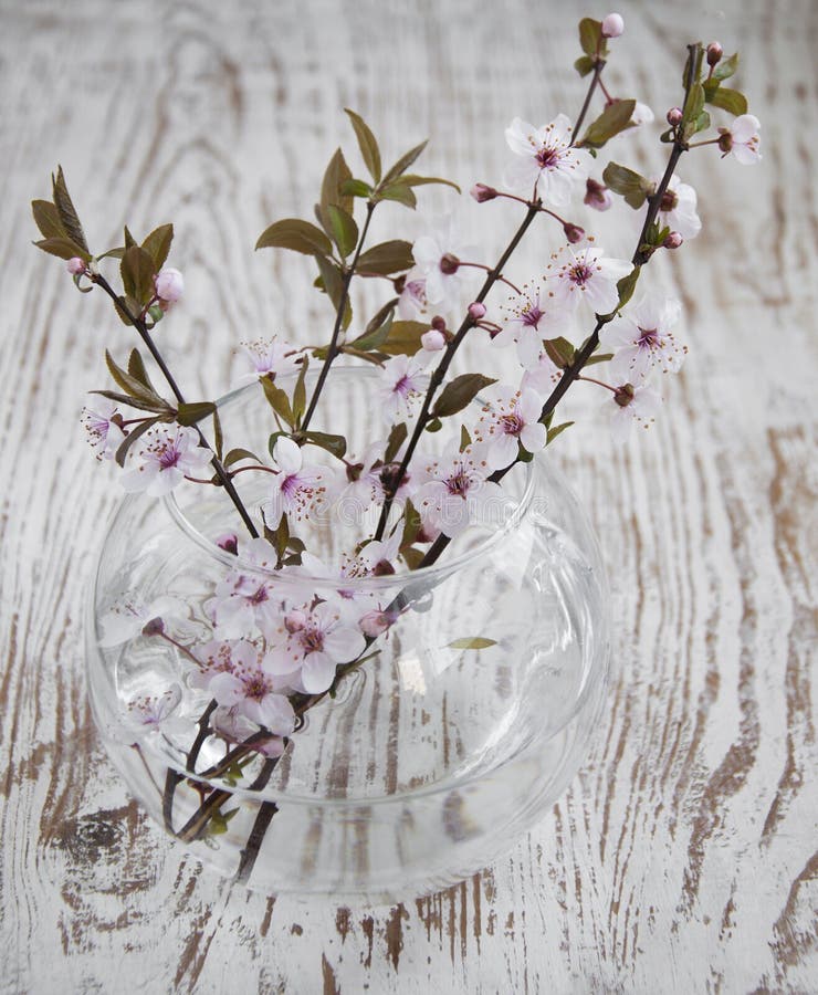 Cherry blossom stock photo. Image of fruit, bouquet, petal - 40345222