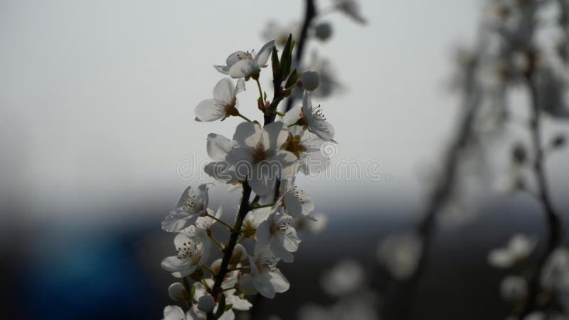 Cherry Blossom in Spring, Macro Shot with Shallow Depth of Field Stock ...