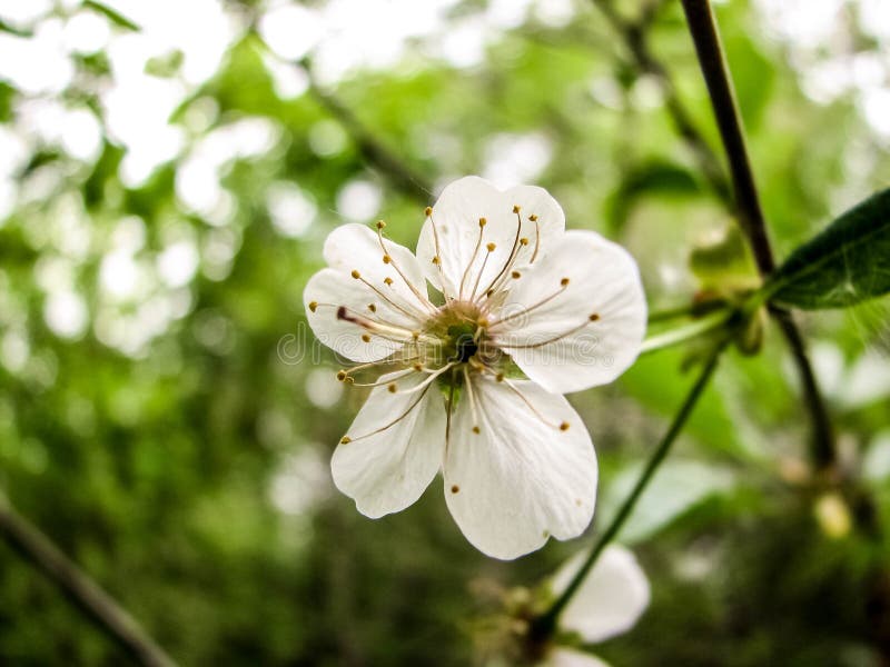 Cherry Blossom Spring in May Stock Photo - Image of tree, macro: 147983318