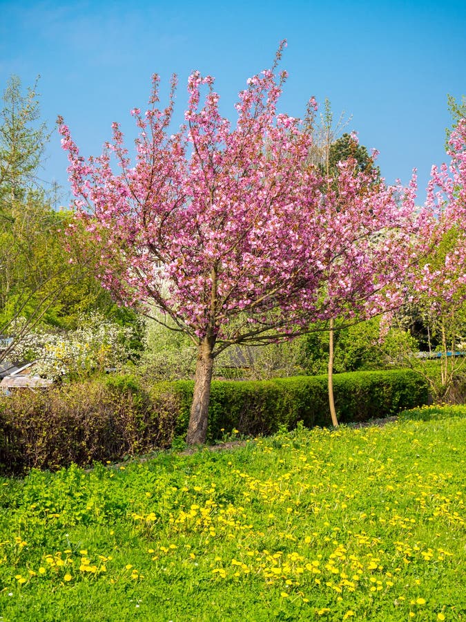 Japanese Alpine Cherry Tree Stock Photos - Free & Royalty-Free Stock ...