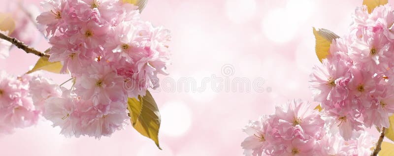 Cherry blossom stock illustration. Illustration of fresh - 91421785