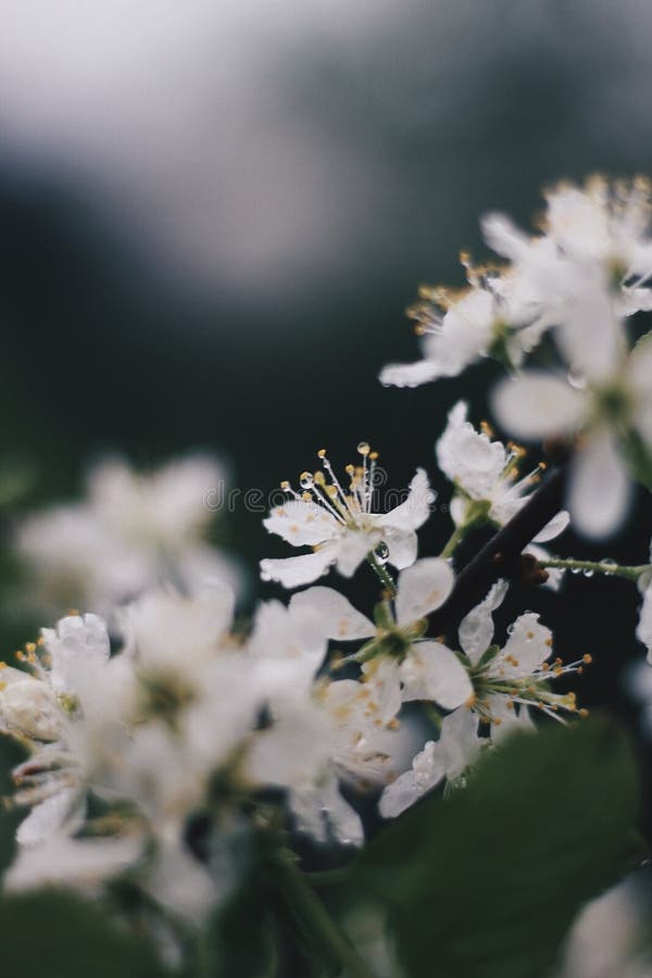 Cherry Blossom in Spring after Rain Close Up Stock Photo - Image of ...