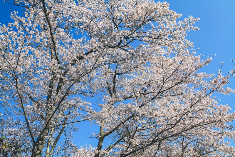 Cherry Blossom, Spring Scenery of Kyoto, Japan Stock Image - Image of ...