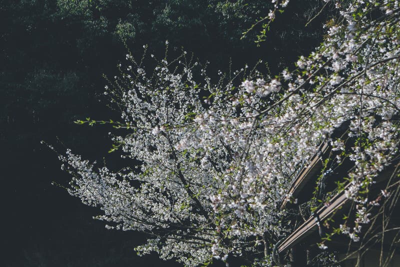Cherry Blossom, Spring Scenery of Kyoto, Japan Stock Photo - Image of ...