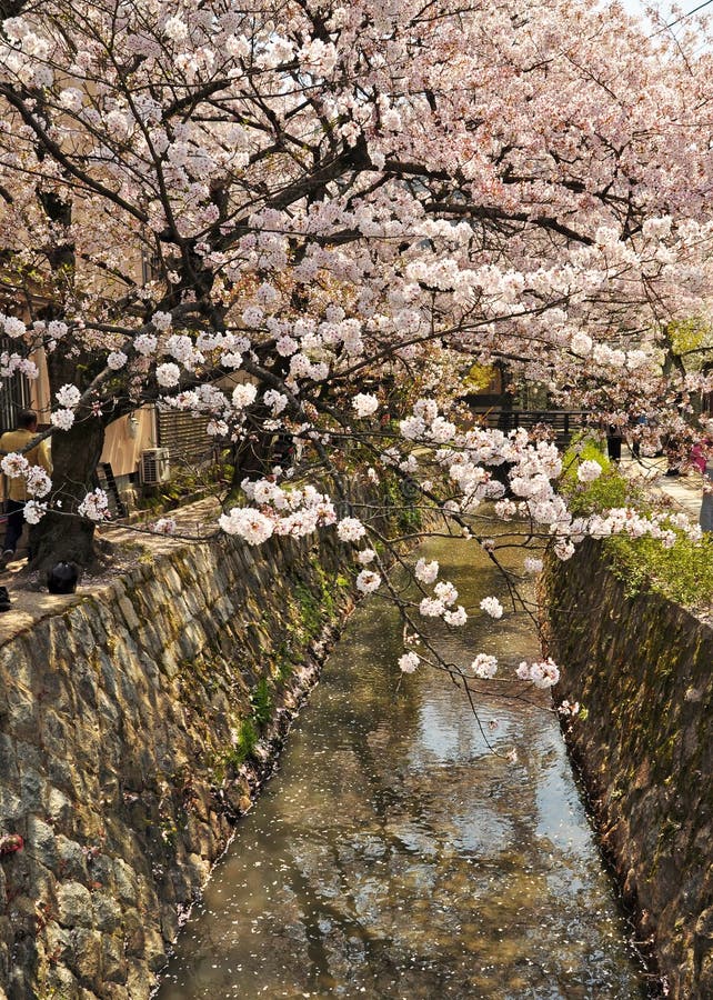 Cherry blossom stock photo. Image of east, leaf, nature - 42604194