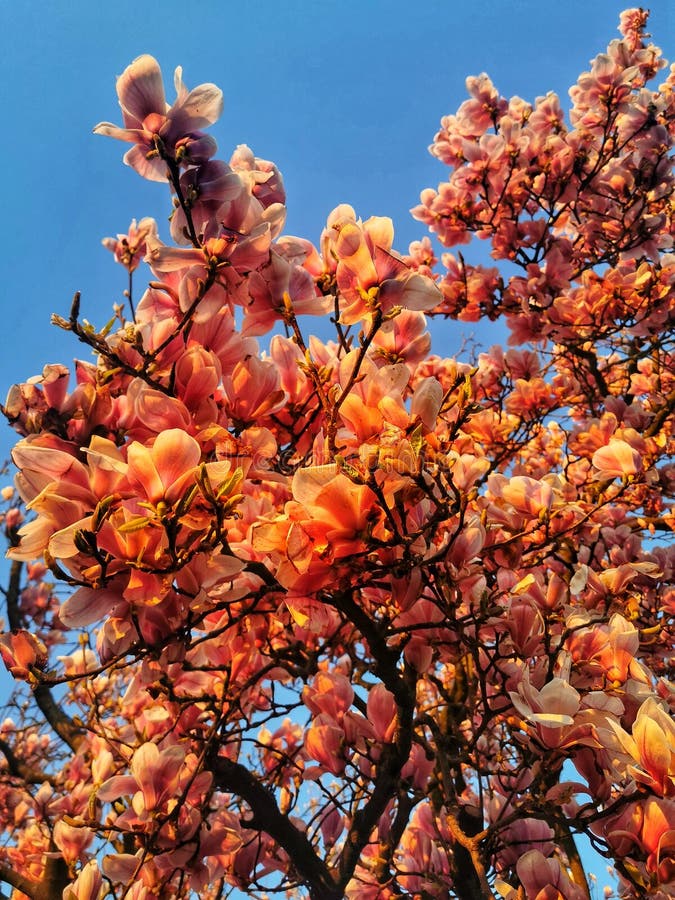 Cherry Blossom Season Springtime Netherlands Stock Photo - Image of ...