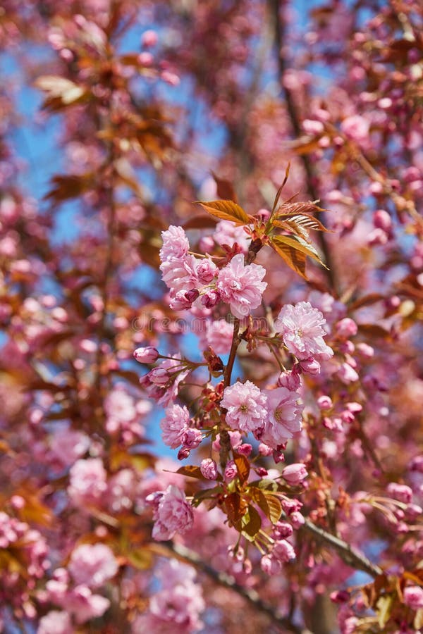 Cherry Blossom in Spring with Soft Focus, Sakura Season Stock Image ...