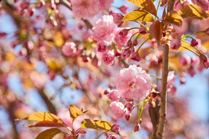 Cherry Blossom in Spring with Soft Focus, Sakura Season Stock Image ...