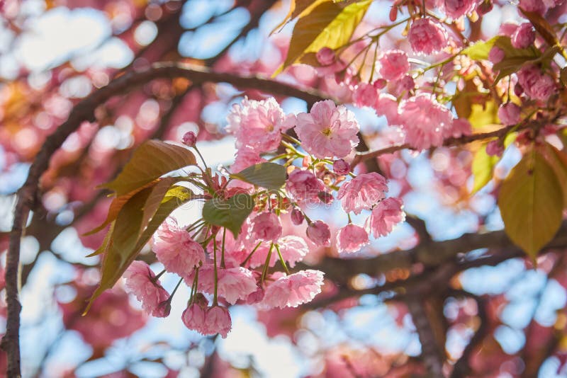 Cherry Blossom in Spring with Soft Focus, Sakura Season Stock Photo ...