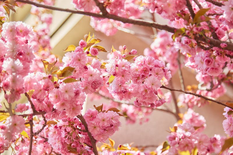 Cherry Blossom in Spring with Soft Focus, Sakura Season Stock Image ...