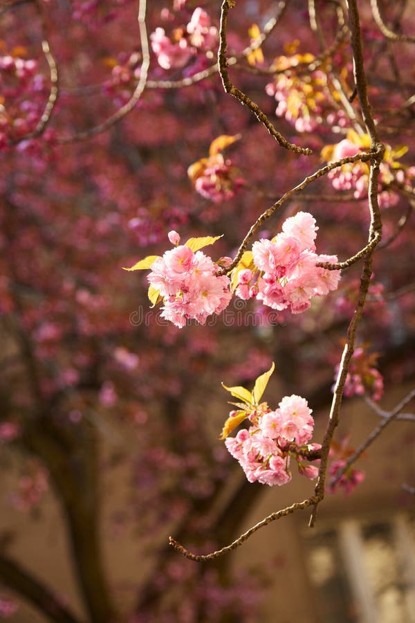 Cherry Blossom in Spring with Soft Focus, Sakura Season Stock Image ...