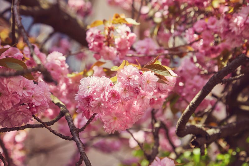 Cherry Blossom in Spring with Soft Focus, Sakura Season Stock Image ...