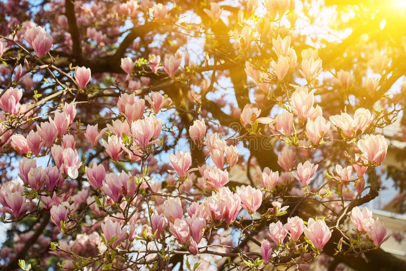 Cherry Blossom in Spring with Soft Focus, Sakura Season Stock Image ...