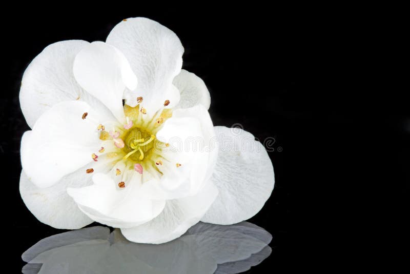 89,654 Blossom Spring Time Background Stock Photos - Free & Royalty ...