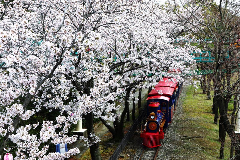Cherry Blossom in Spring Time, Sakura Japan Stock Image - Image of ...