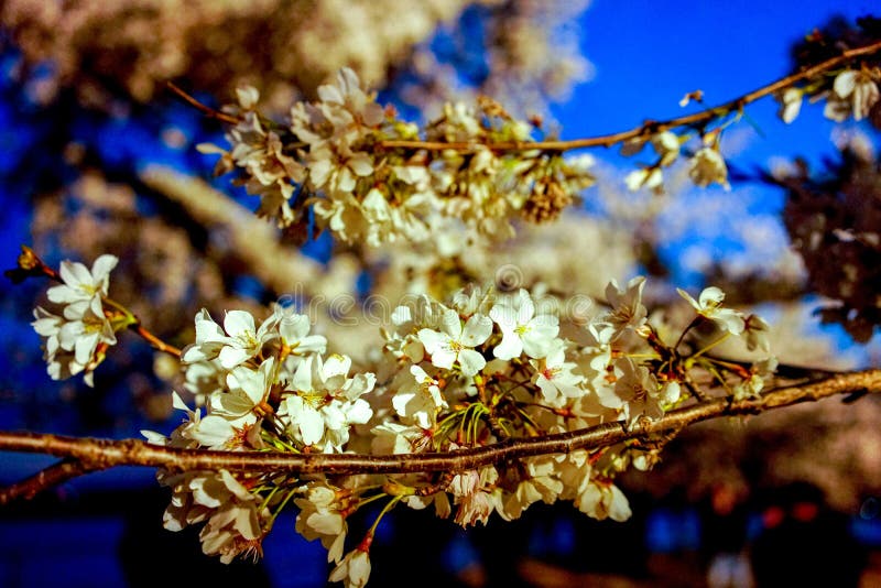 Cherry Blossom in Spring of Washington DC Stock Image - Image of sunset ...