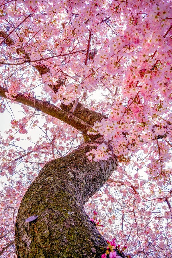 Cherry Blossom in Spring of Washington DC Stock Image - Image of ...