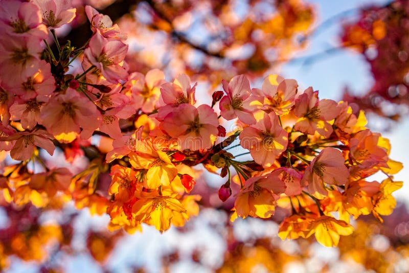 Cherry Blossom in Spring of Washington DC Stock Image - Image of ...