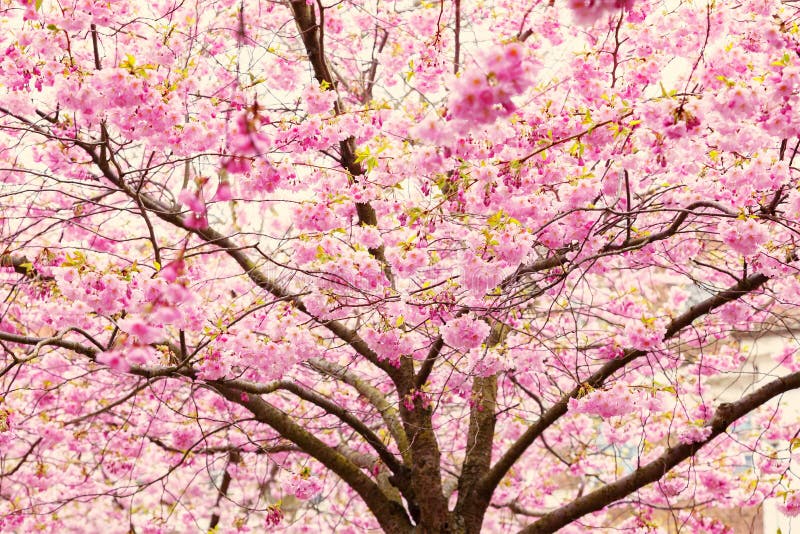 Cherry Blossom at Springtime Stock Image - Image of bloom, botany: 78666583