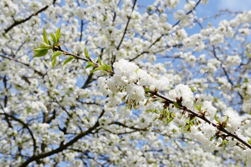 Cherry Blossom in Springtime Stock Image - Image of green, season: 48771143