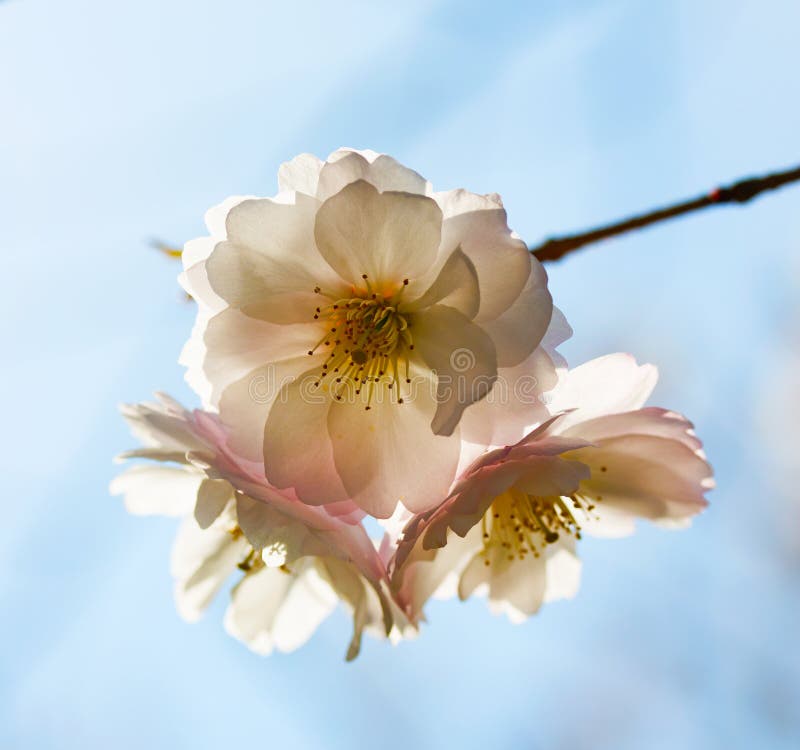 Cherry Blossom in the Sunshine Stock Image - Image of blossoming ...