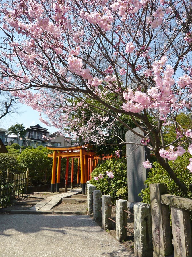 Cherry Blossom Temple stock photo. Image of park, fleeting - 69025598