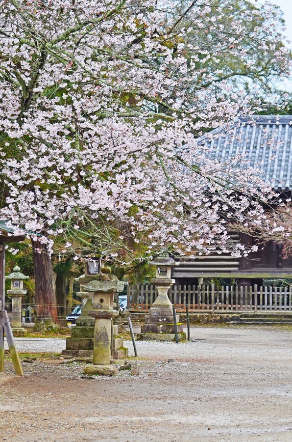 Cherry Blossom in Temple stock image. Image of full, hanami - 40234177
