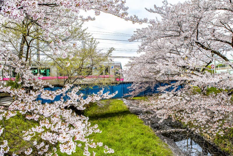 Cherry Blossom, Train, Japan. Stock Image - Image of inuyama, famous ...