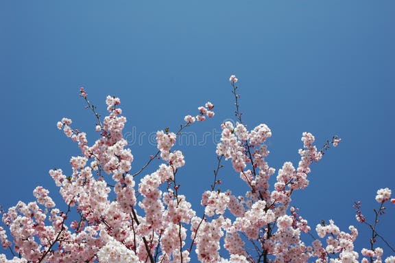 362,231 Cherry Blossom Tree Coordiantes Stock Photos - Free & Royalty ...