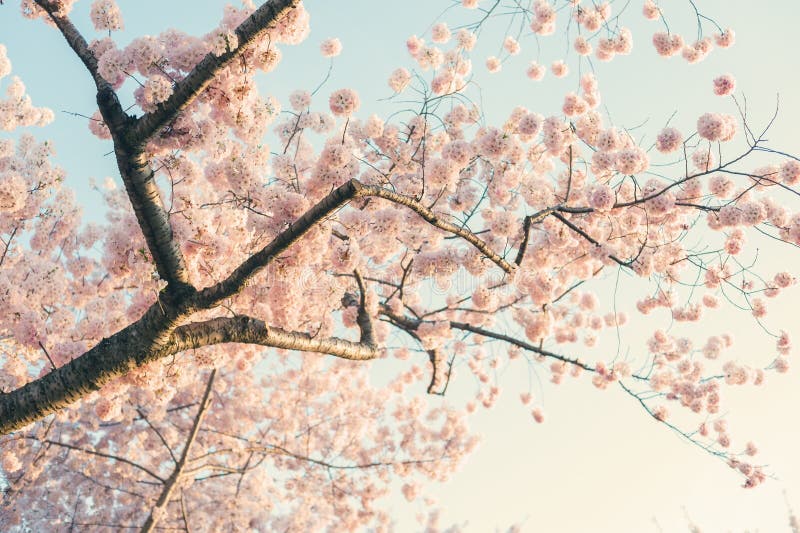 Cherry Blossom Tree Tumblr Background