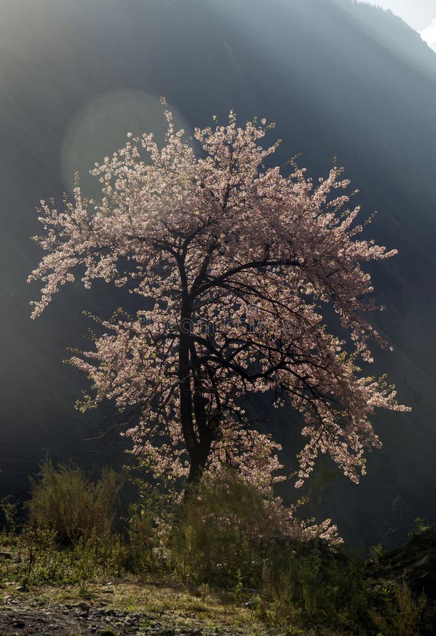 Cherry Blossom tree stock image. Image of tree, green - 367085151