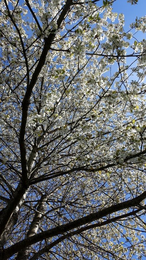 A Cherry Blossom Tree at the Beginning of Spring. Stock Photo - Image ...