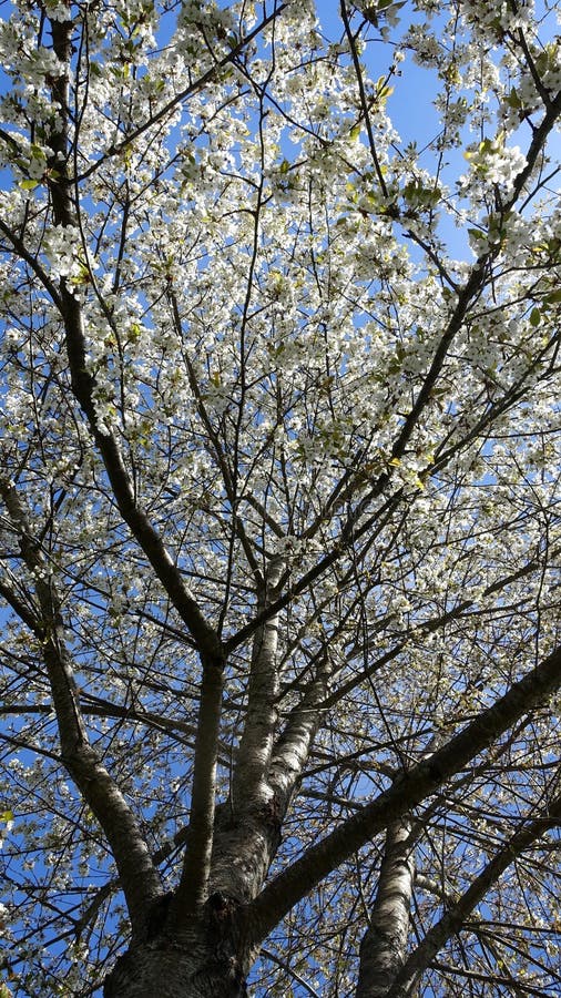 A Cherry Blossom Tree at the Beginning of Spring. Stock Image - Image ...