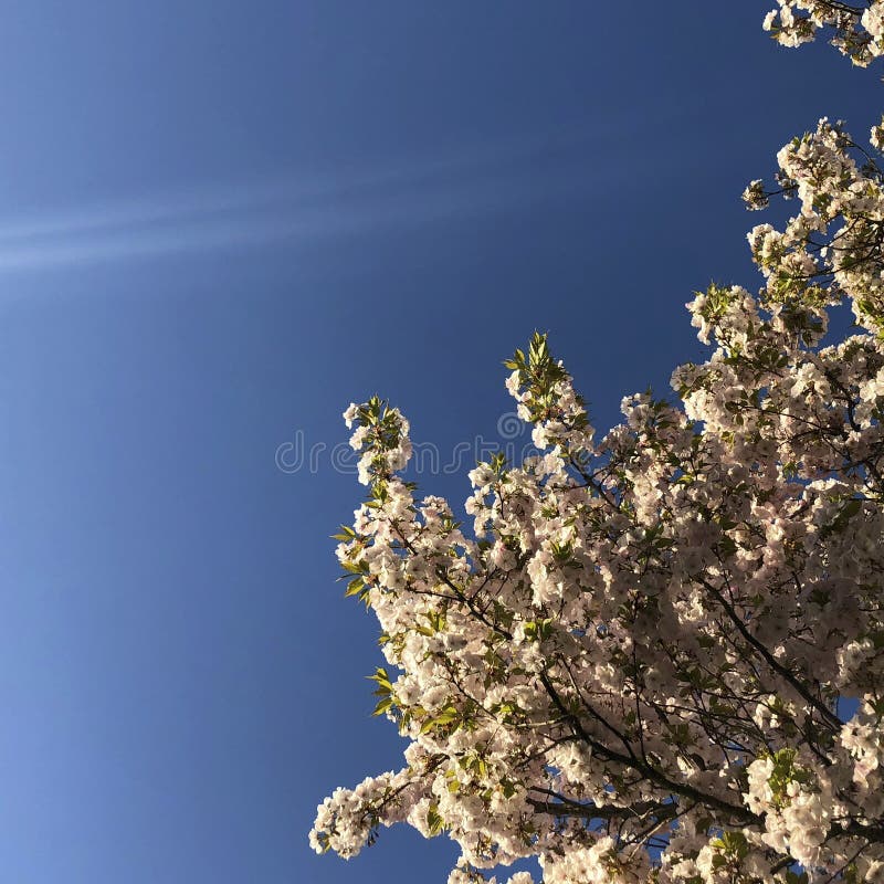 Cherry Blossom Tree in Bloom in Morning Light Stock Image - Image of ...