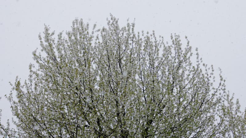 With a Cherry Blossom Tree in Bloom on a Spring Day with Heavy Snow ...