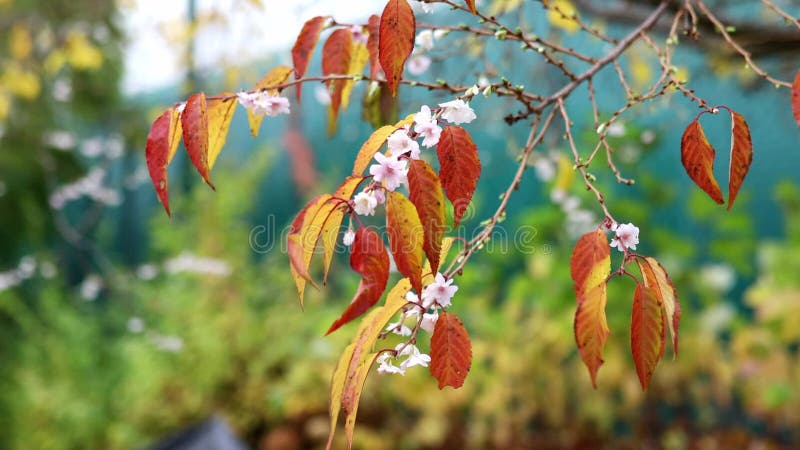 Cherry Blossom Tree Blooming at Fall Stock Footage - Video of tree ...