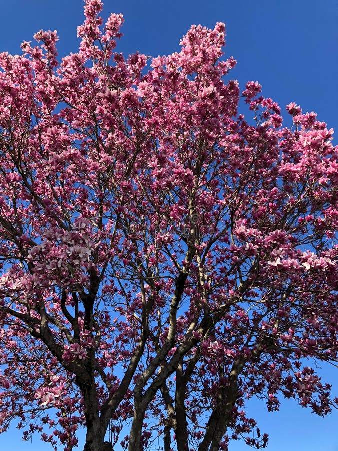 Cherry blossom stock image. Image of blue, blossom, tree - 157945625