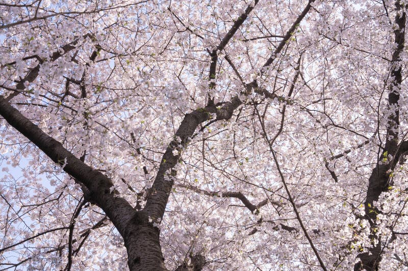 Cherry Blossom Tree Branches in Bloom. Stock Image - Image of growth ...