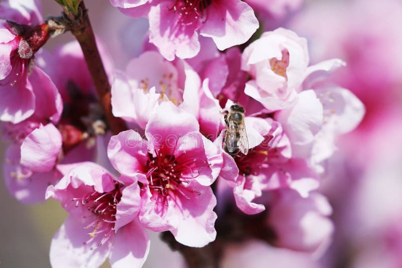Cherry Blossom Tree, Branches Stock Photo - Image of nature, blossom ...