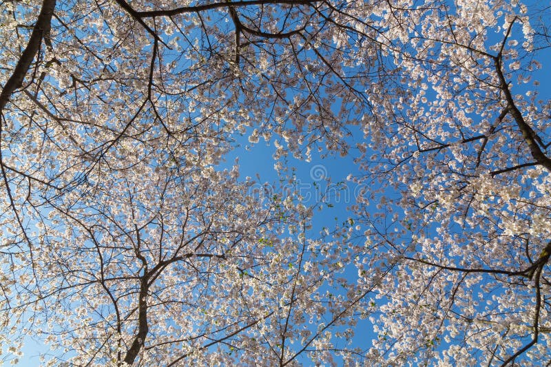 Cherry Blossom Tree Canopy stock image. Image of nature - 53883105