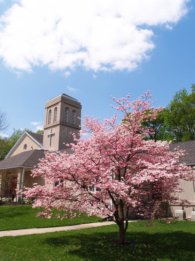 Cherry Blossom Tree by a Church Stock Image - Image of church, bloom ...