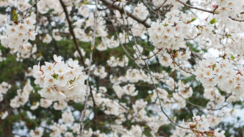 Cherry Blossom Tree with Close Up View at High Park, Toronto Editorial ...